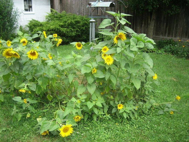 Sunflower, the flower of the sun - great ideas for your yard and garden ...