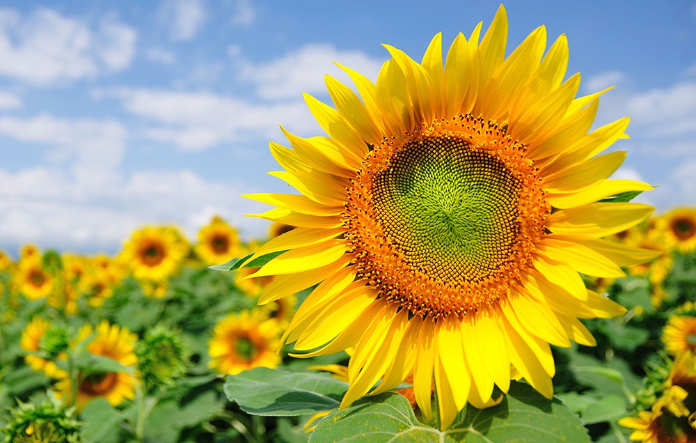Sunflower, the flower of the sun - great ideas for your yard and garden ...