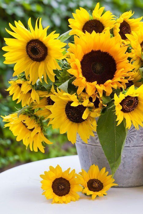 Sunflower, the flower of the sun - great ideas for your yard and garden ...