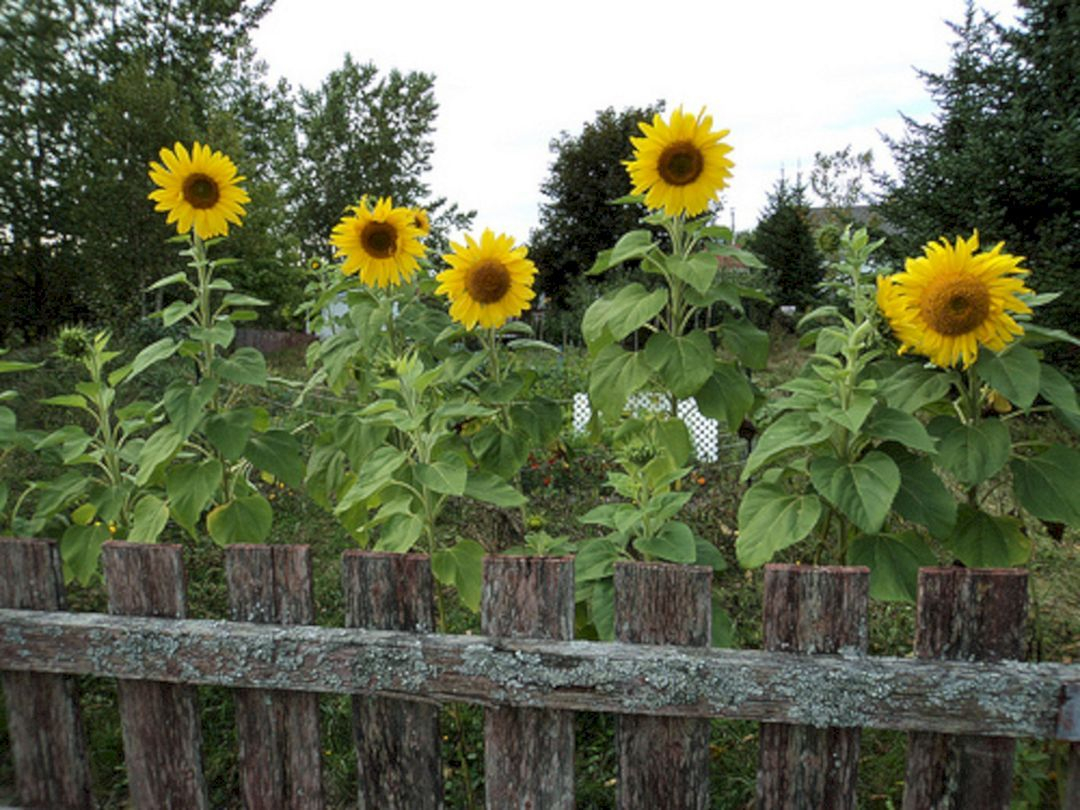 Sunflower, the flower of the sun - great ideas for your yard and garden ...