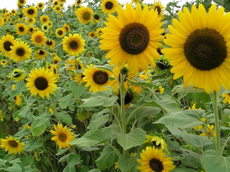 Sunflower, the flower of the sun - great ideas for your yard and garden ...