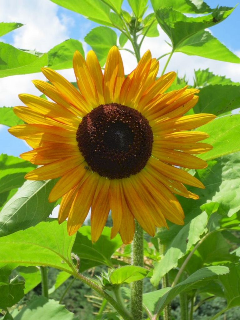 Sunflower, the flower of the sun - great ideas for your yard and garden ...