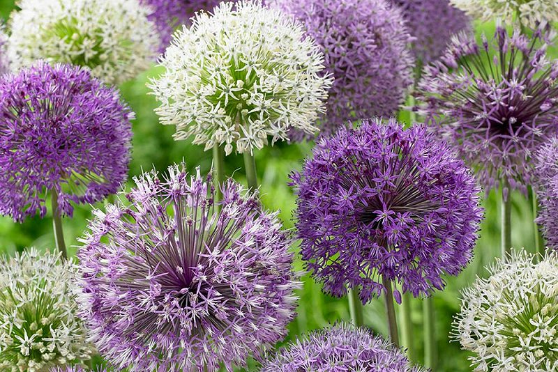 How to cultivate allium the ball-like flower - great ideas for your ...