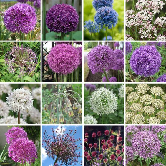 How to cultivate allium the ball-like flower - great ideas for your ...