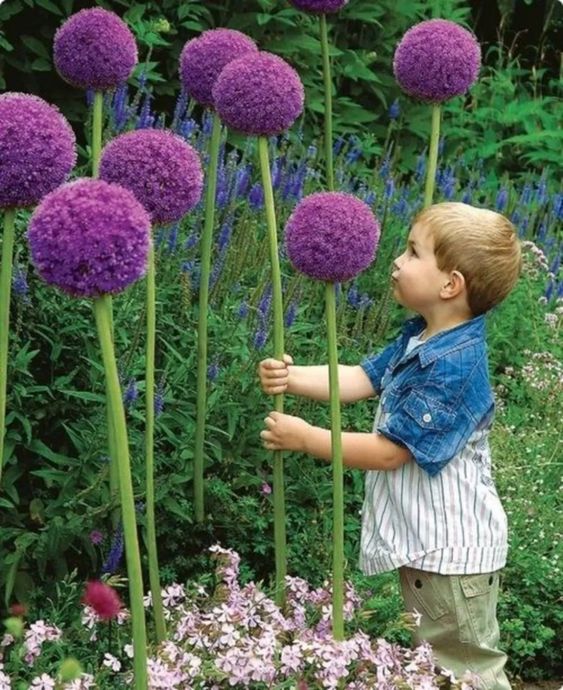 How to cultivate allium the ball-like flower - great ideas for your ...