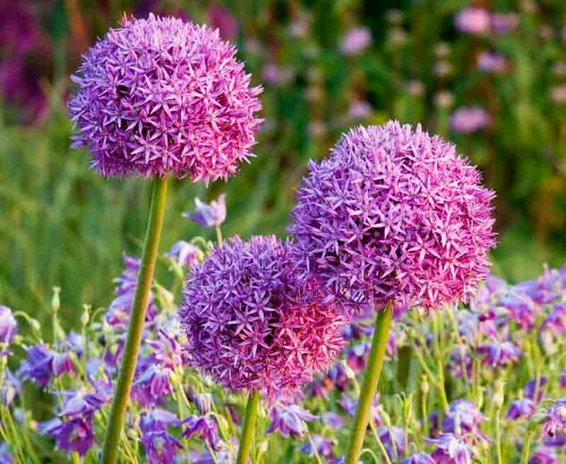 How to cultivate allium the ball-like flower - great ideas for your ...