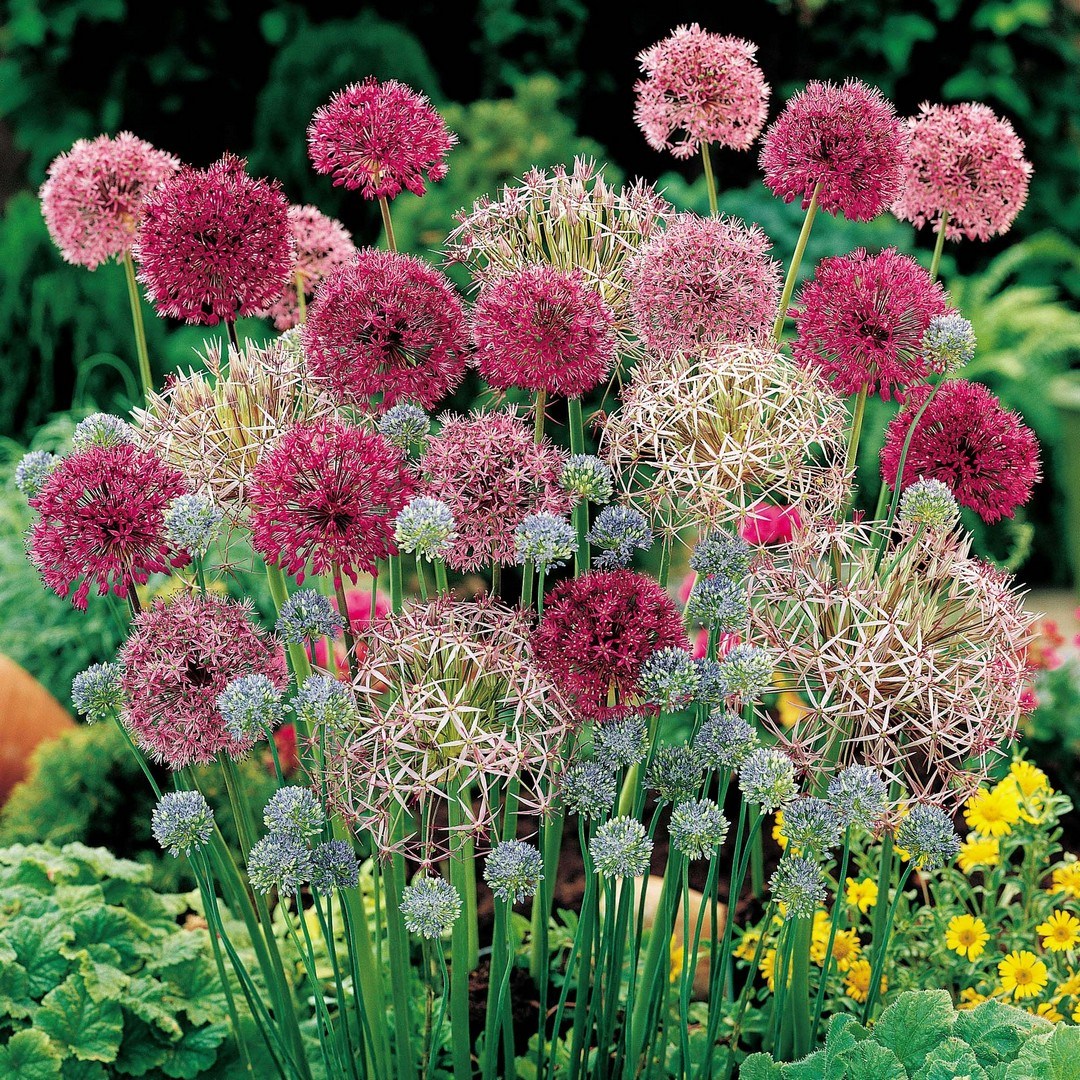 How to cultivate allium the ball-like flower - great ideas for your ...