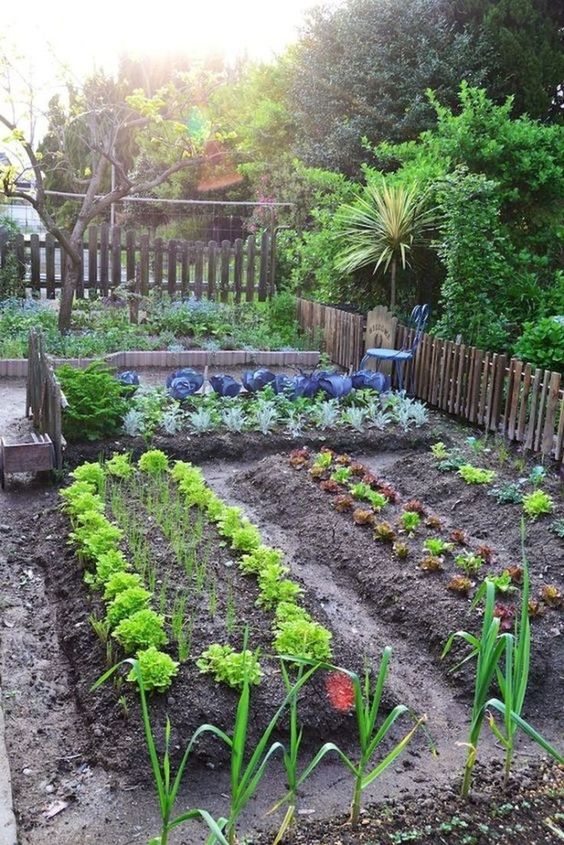 The right plants combinations for the vegetable garden | My desired home