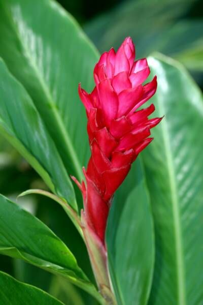 Alpinia, a tropical plant with shells-like flowers for your garden | My ...