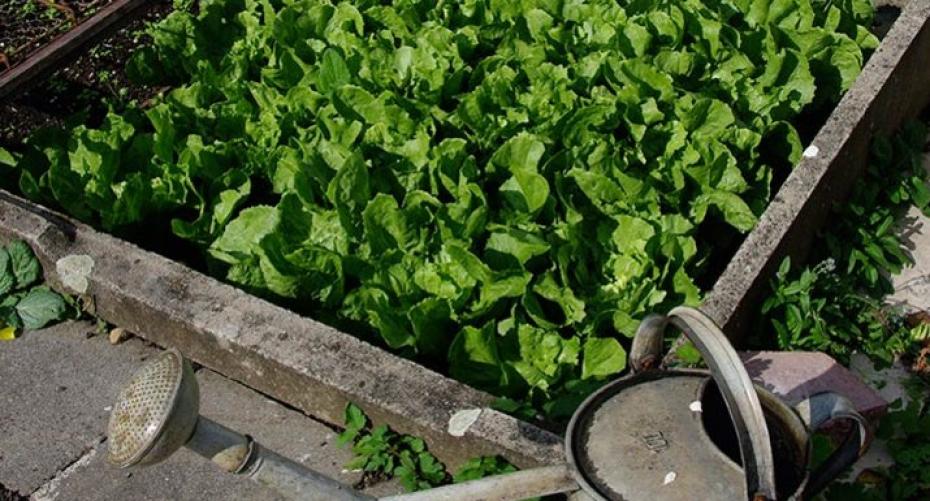 Vegetable garden: How to grow mini vegetables in your garden even in ...