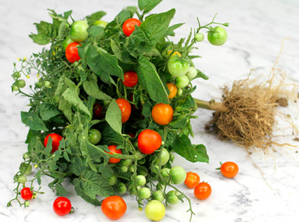 Vegetable garden: How to grow mini vegetables in your garden even in ...
