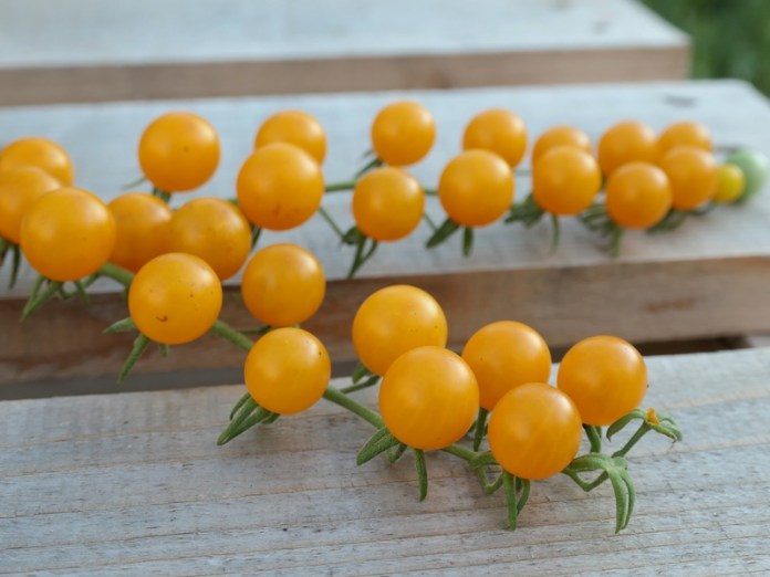 Vegetable garden: How to grow mini vegetables in your garden even in ...