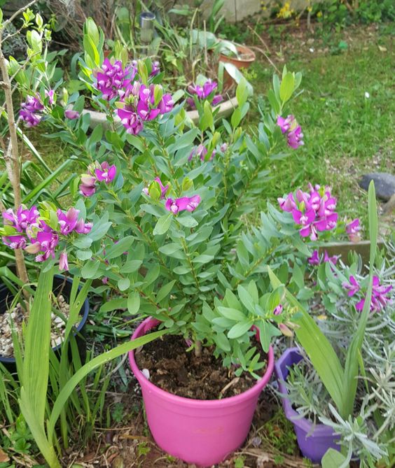 Polygala: a wonderful ornamental shrub for your garden | My desired home