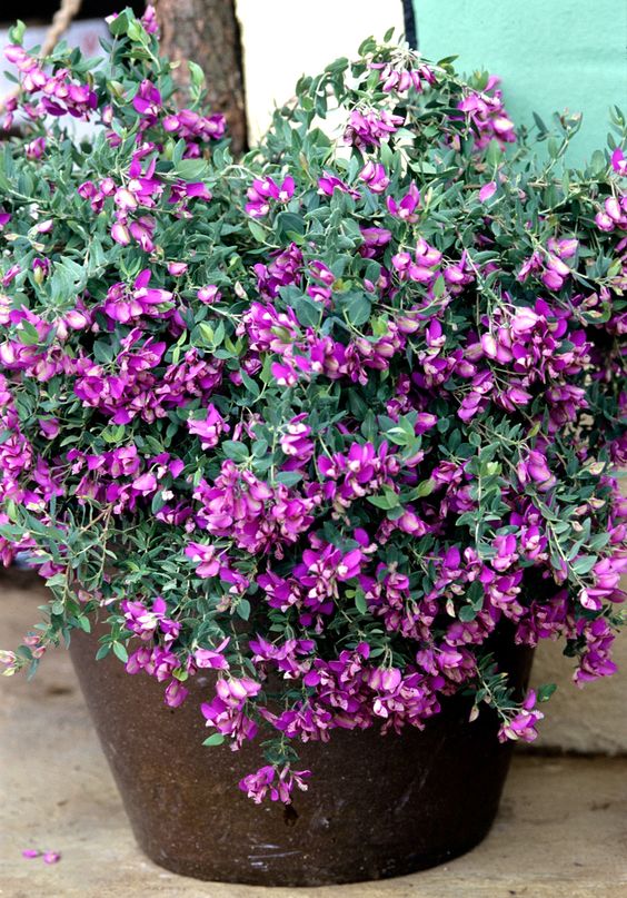 Polygala: a wonderful ornamental shrub for your garden | My desired home