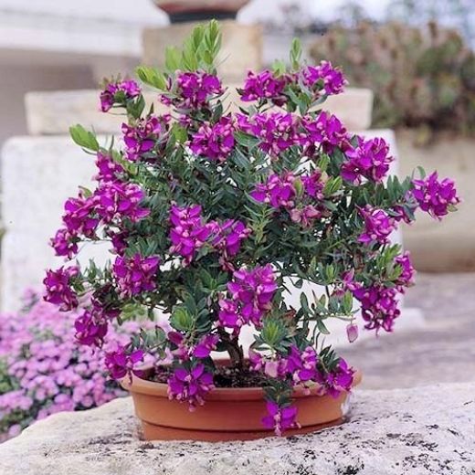 Polygala: a wonderful ornamental shrub for your garden | My desired home