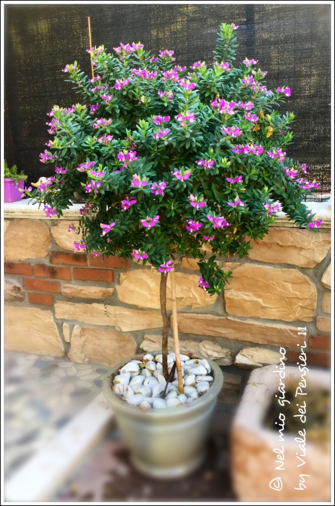 Polygala: a wonderful ornamental shrub for your garden | My desired home