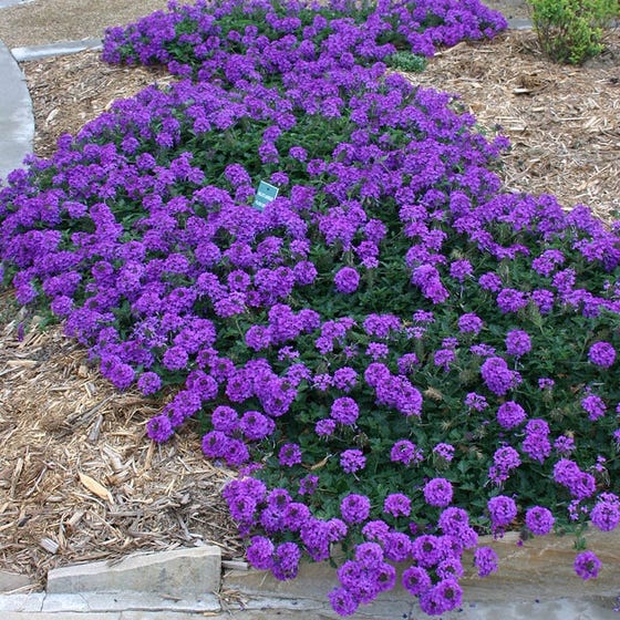 Verbena: A multipurpose ornament plant in the garden | My desired home