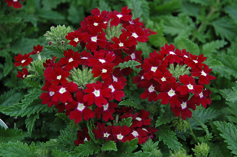 Verbena: A multipurpose ornament plant in the garden | My desired home