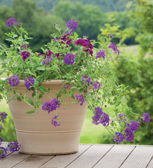 Verbena: A multipurpose ornament plant in the garden | My desired home