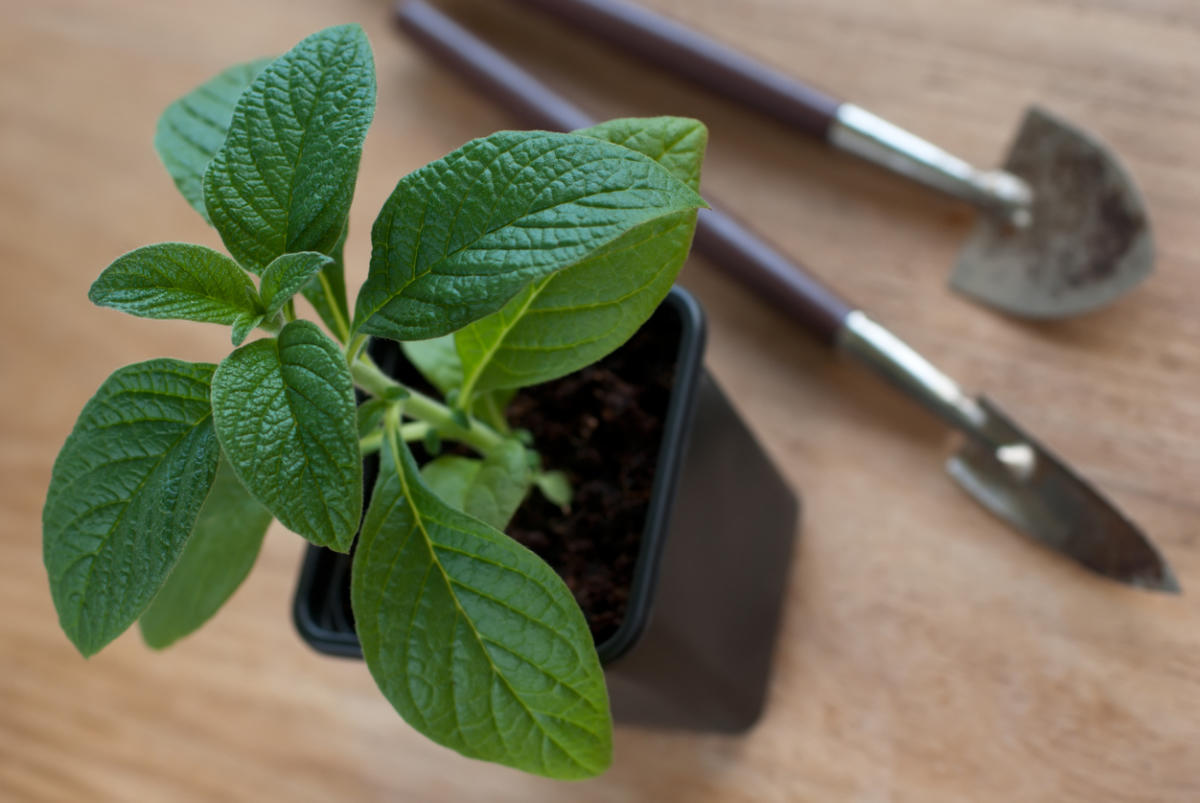 We grow heliotrope - a flower that will conquer you with its aroma | My ...