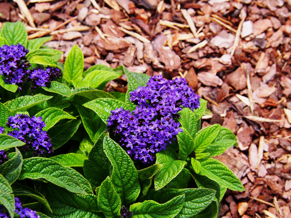 We grow heliotrope - a flower that will conquer you with its aroma | My ...