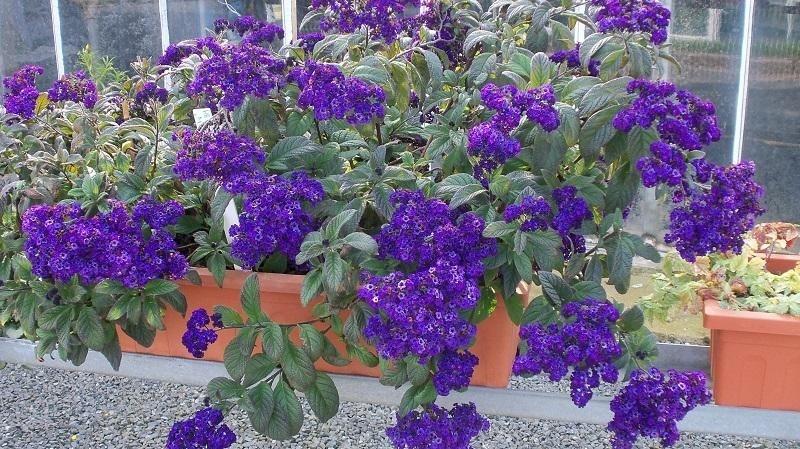 We grow heliotrope - a flower that will conquer you with its aroma | My ...