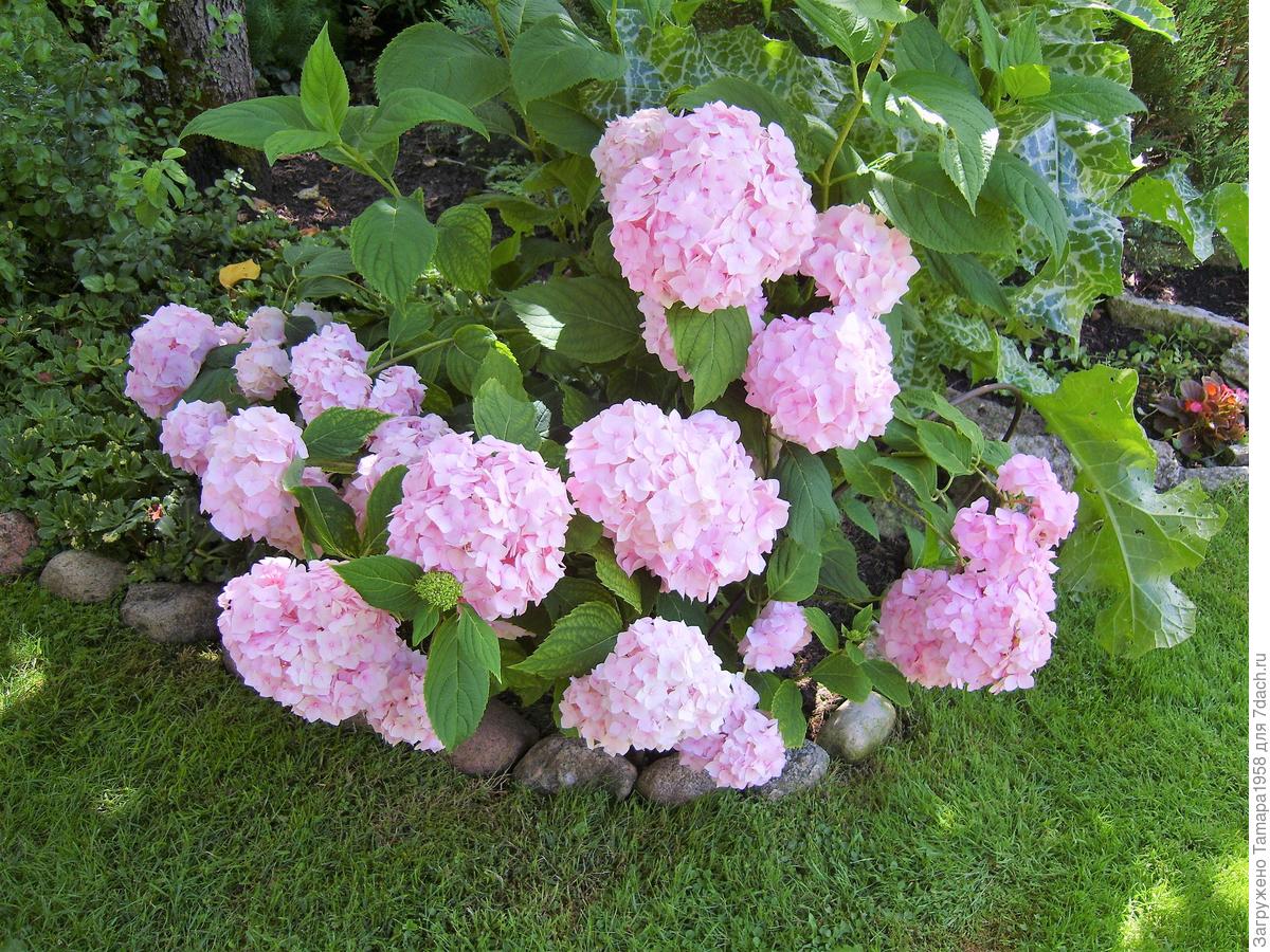 Amazing decoration of your garden with hydrangeas | My desired home