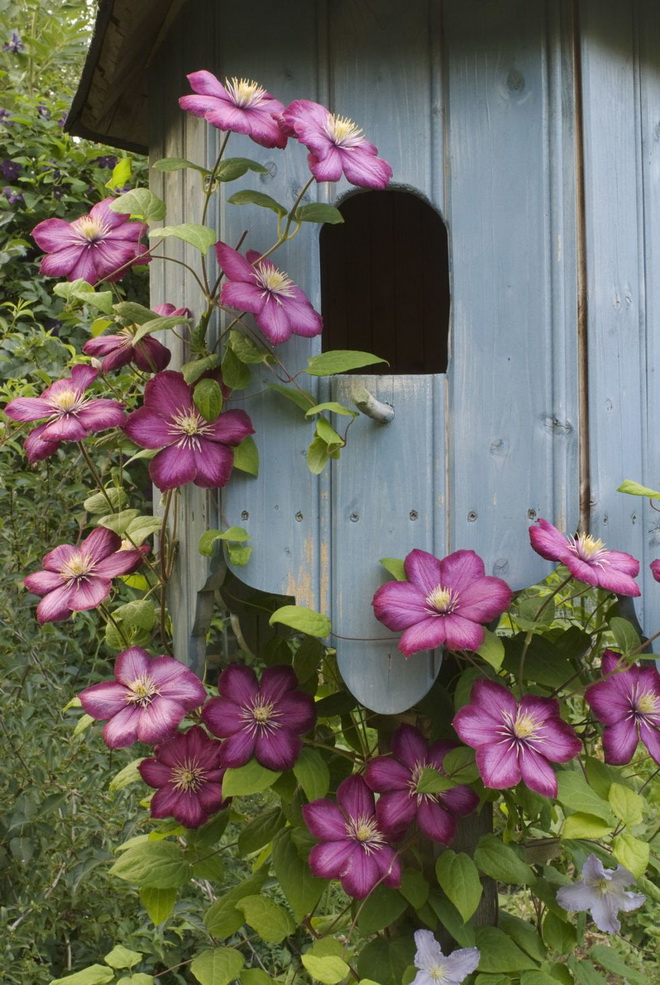 Clematis, the queen of climbing plants - great ideas for your yard and ...