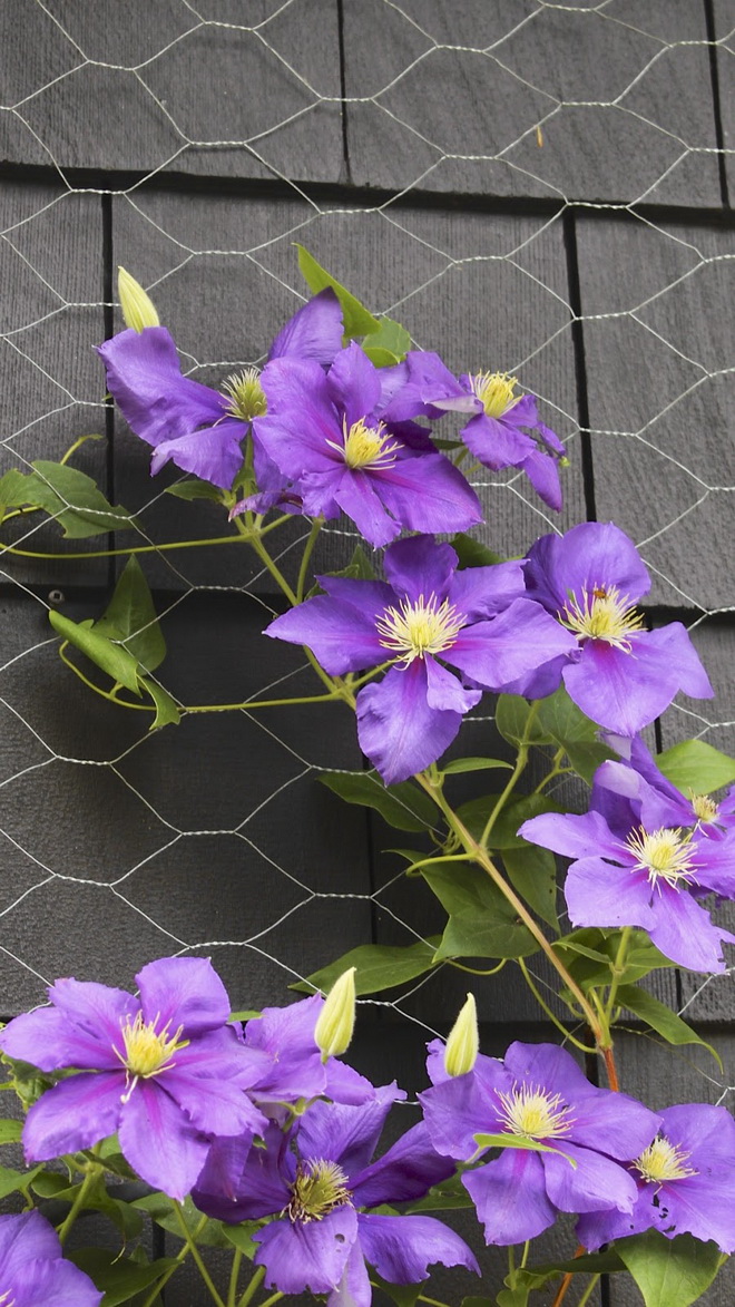 Clematis, the queen of climbing plants - great ideas for your yard and ...