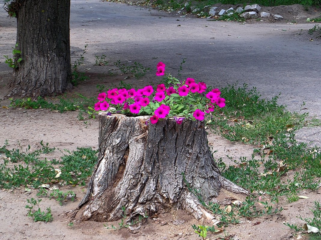 Great DIY ideas for your garden made from tree logs | My desired home