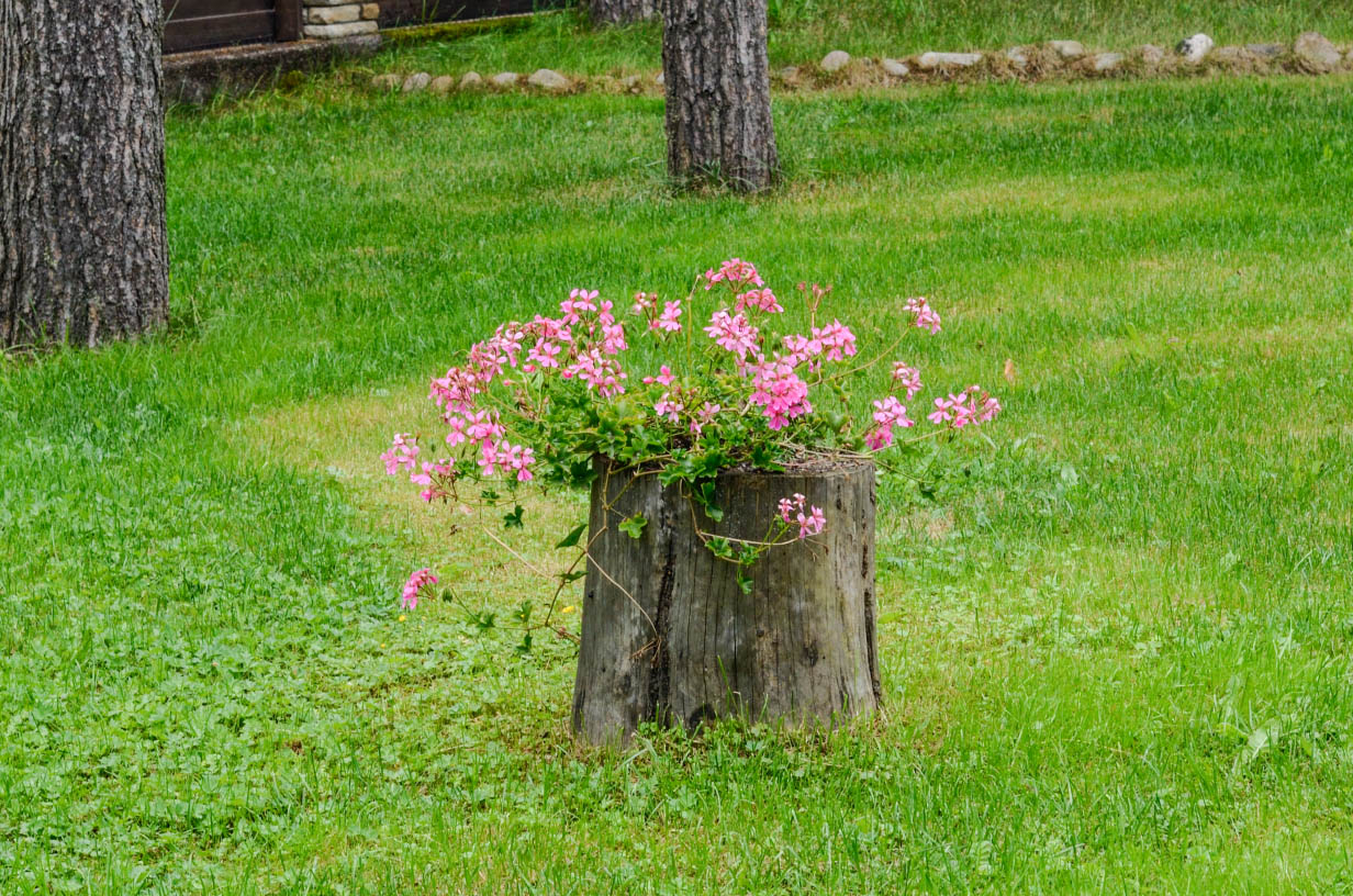 Great DIY ideas for your garden made from tree logs | My desired home