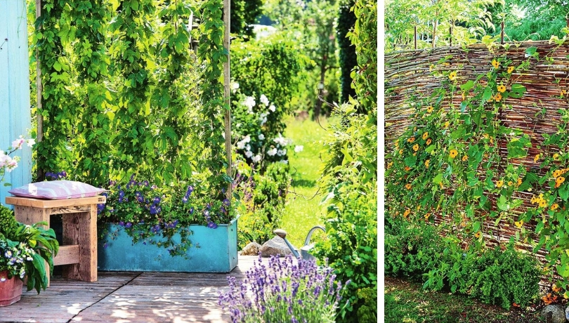 How to create a DIY private zone in your backyard or garden | My ...