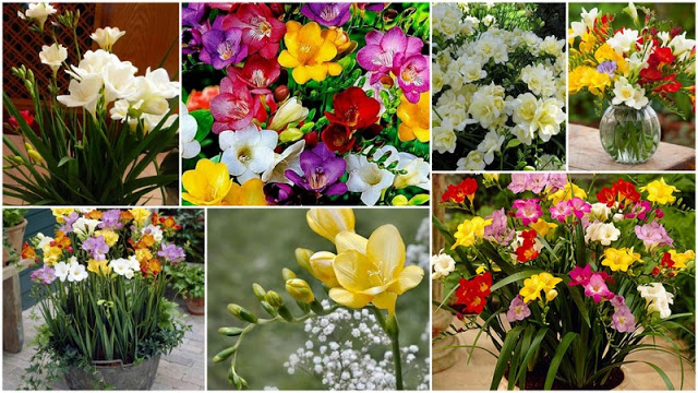 Freesia a fragrant flower for your garden | My desired home