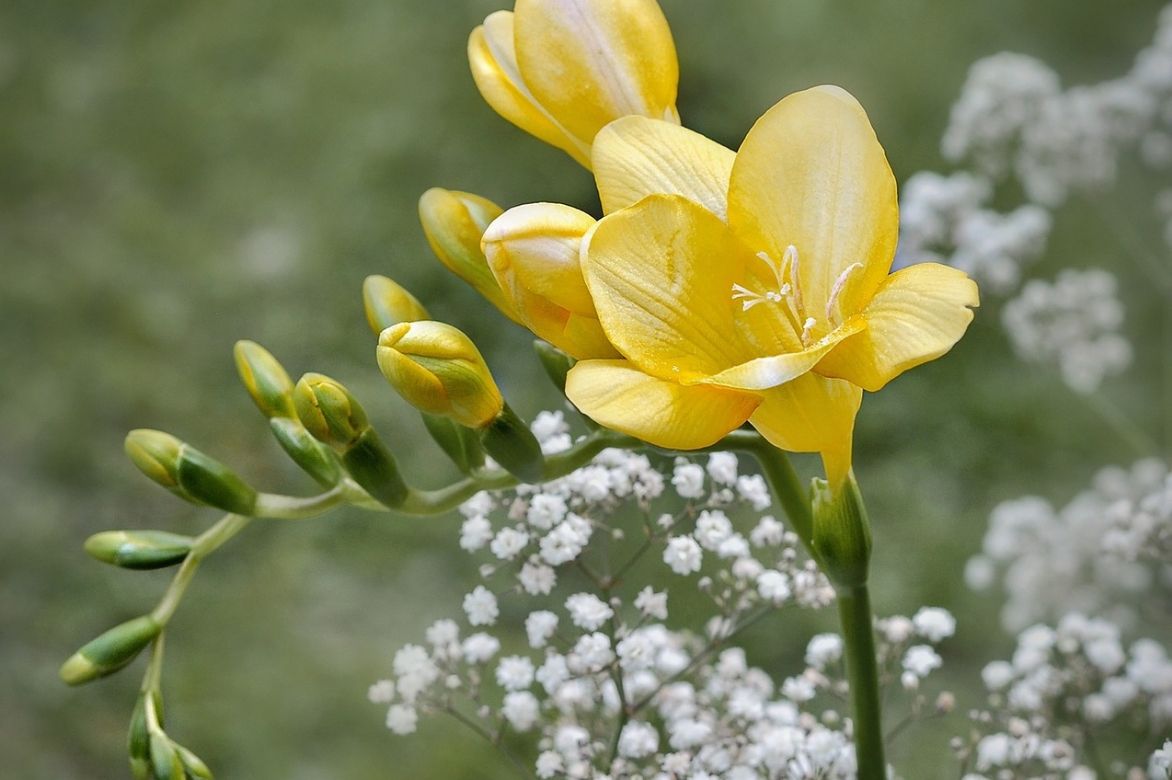 Freesia a fragrant flower for your garden | My desired home