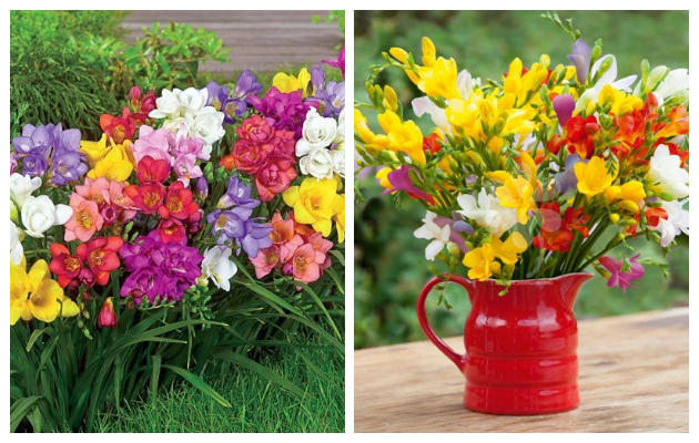 Freesia a fragrant flower for your garden | My desired home