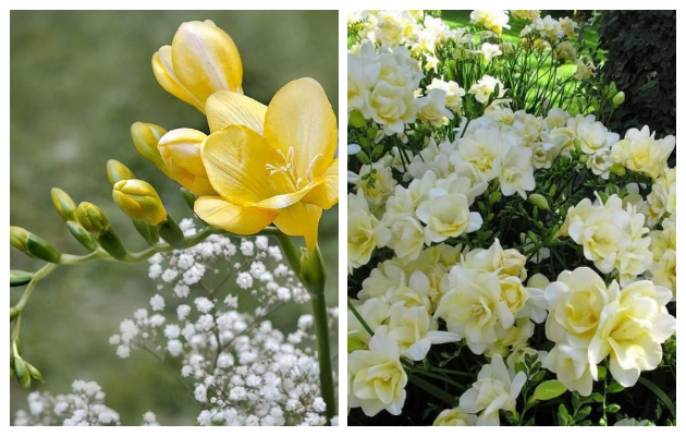 Freesia a fragrant flower for your garden | My desired home