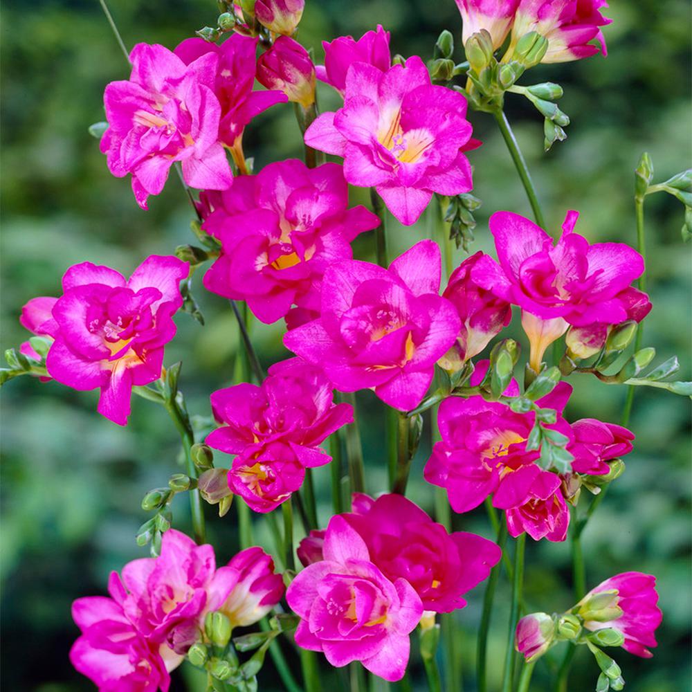 Freesia a fragrant flower for your garden | My desired home