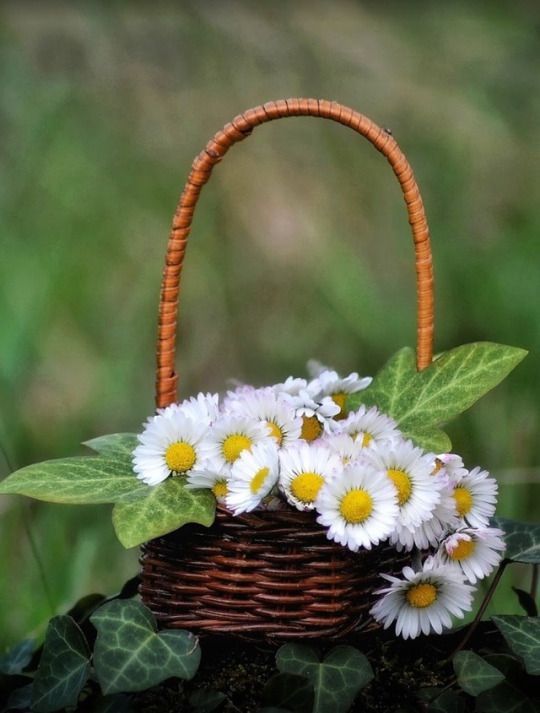 Gerbera the impressive African daisy in the beauty service for your ...