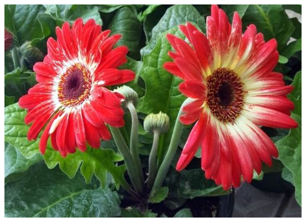Gerbera the impressive African daisy in the beauty service for your ...