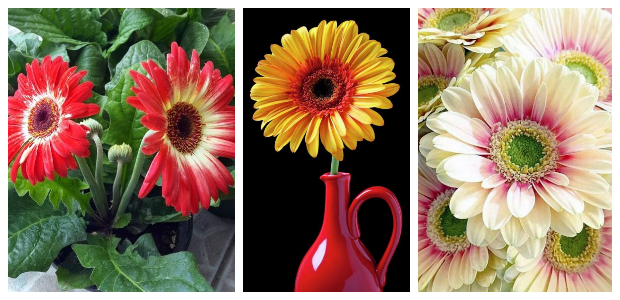 Gerbera the impressive African daisy in the beauty service for your ...