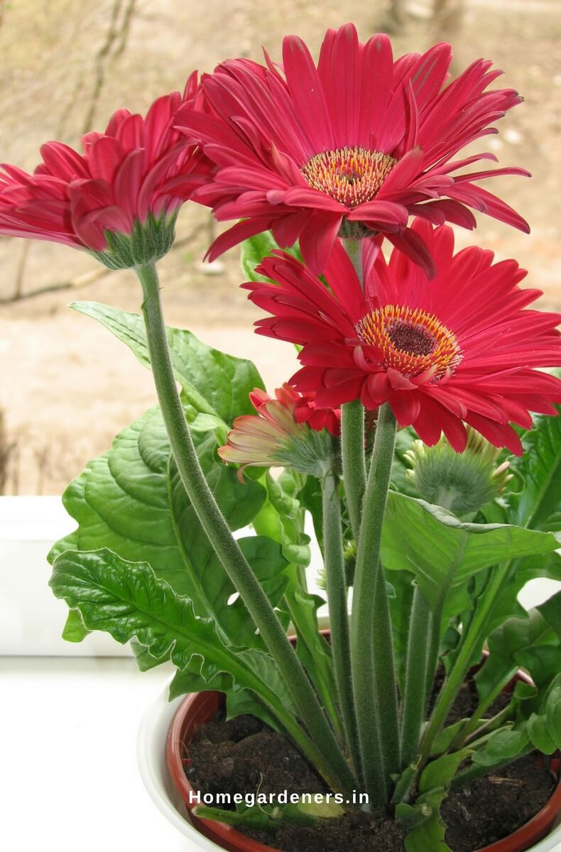 Gerbera the impressive African daisy in the beauty service for your ...
