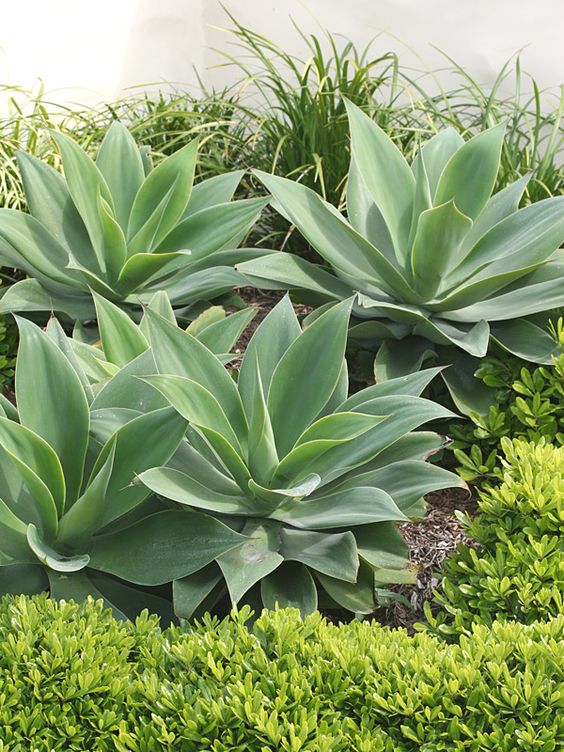 Giant succulents ideas that will impress you | My desired home