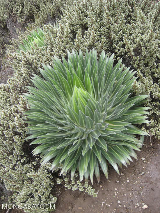 Giant succulents ideas that will impress you | My desired home