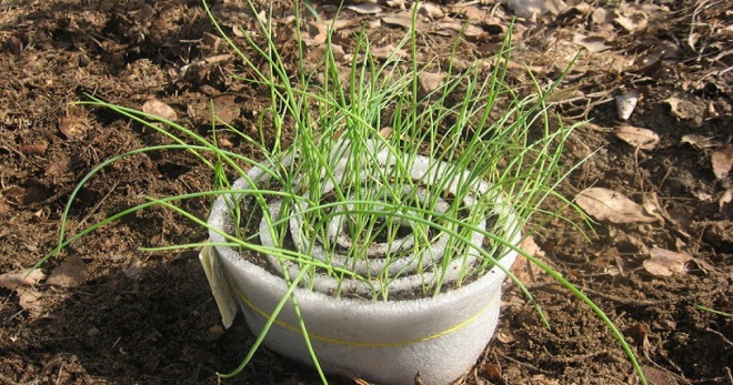 Ingenious gardening tricks. Seedlings in snails shape method. Sow ...