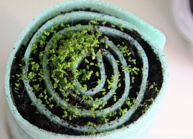 Ingenious gardening tricks. Seedlings in snails shape method. Sow ...