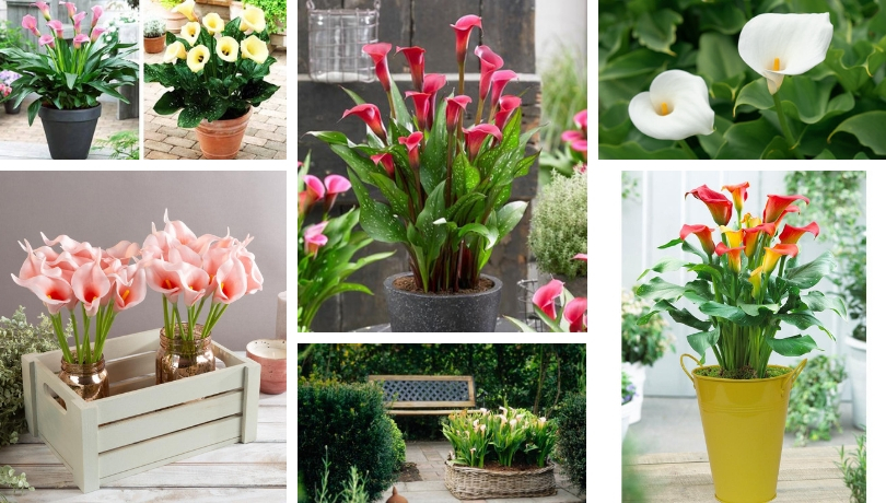 Calla, a beautiful and durable lily for your yard and garden | My ...