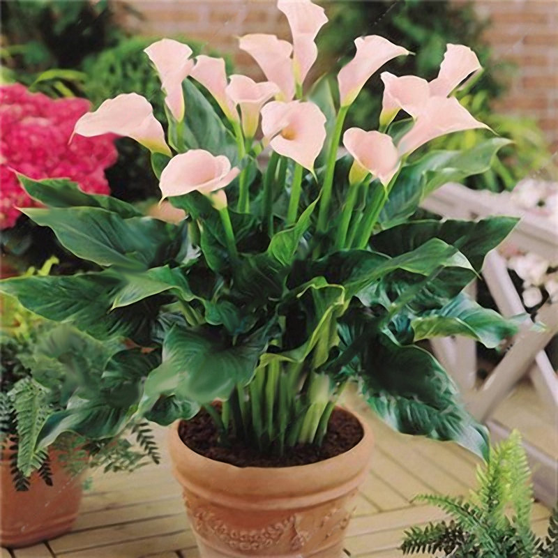 Calla, a beautiful and durable lily for your yard and garden | My ...