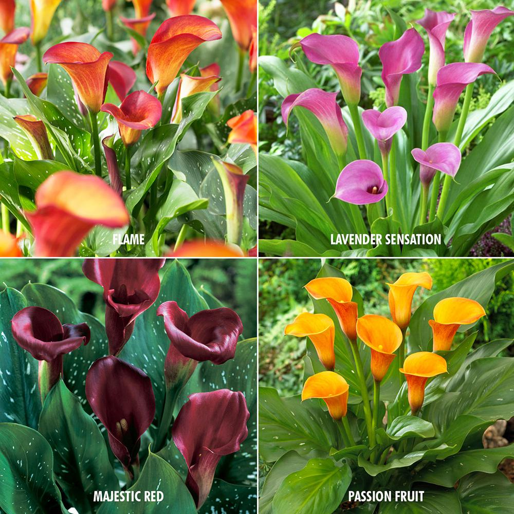 Calla, a beautiful and durable lily for your yard and garden | My ...