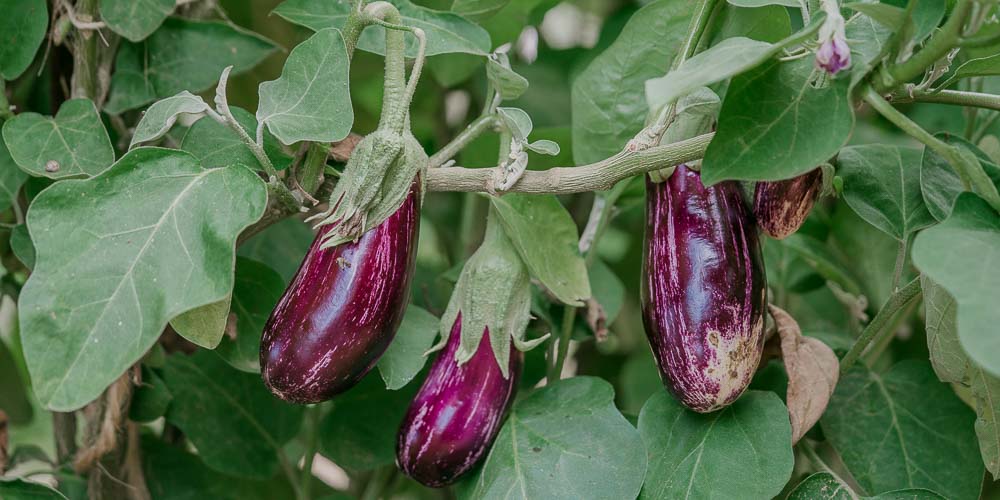 Secrets for growing eggplants in pots and in your garden | My desired home
