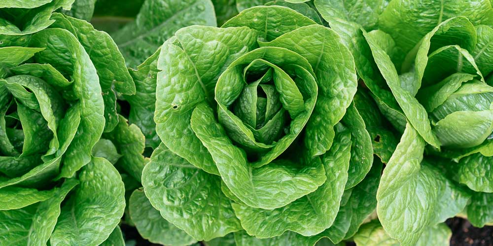 9 Secrets to planting and growing lettuce in your garden | My desired home